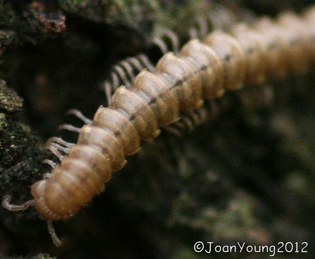 South African Photographs: Millipedes – Family Myriapoda