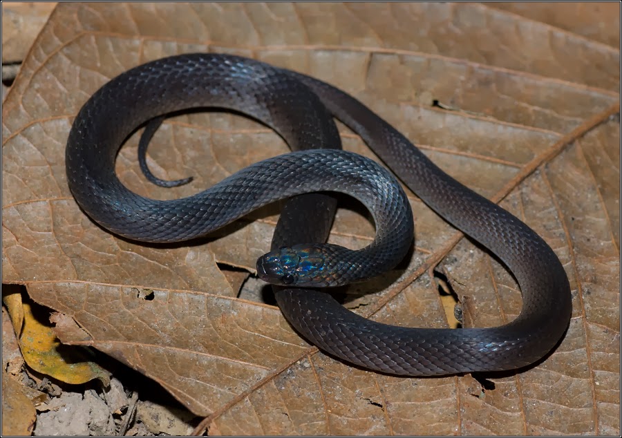 Explorations of an Ecologist: Panama: January 2010 (part 5) - a ...