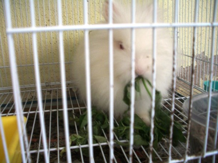 Saya Suka Arnab: MAKANAN ARNAB *DAUN ISRAEL