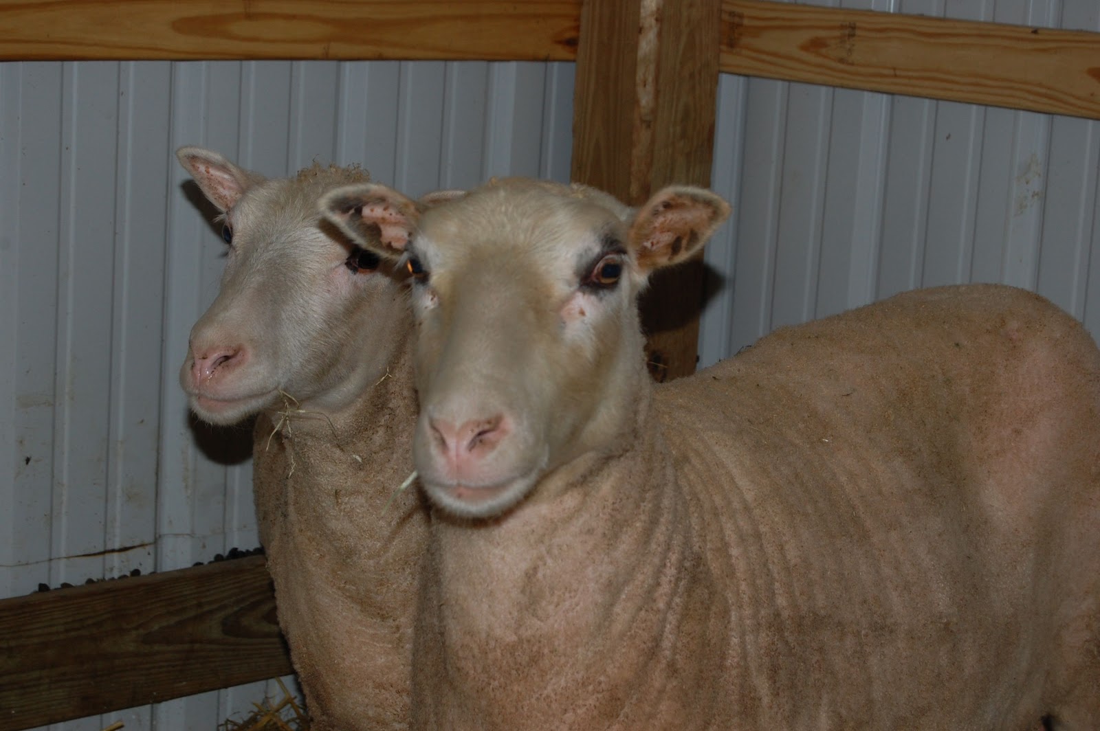 Little Hills Sheep Ranch: New Finnish Landrace sheep!!