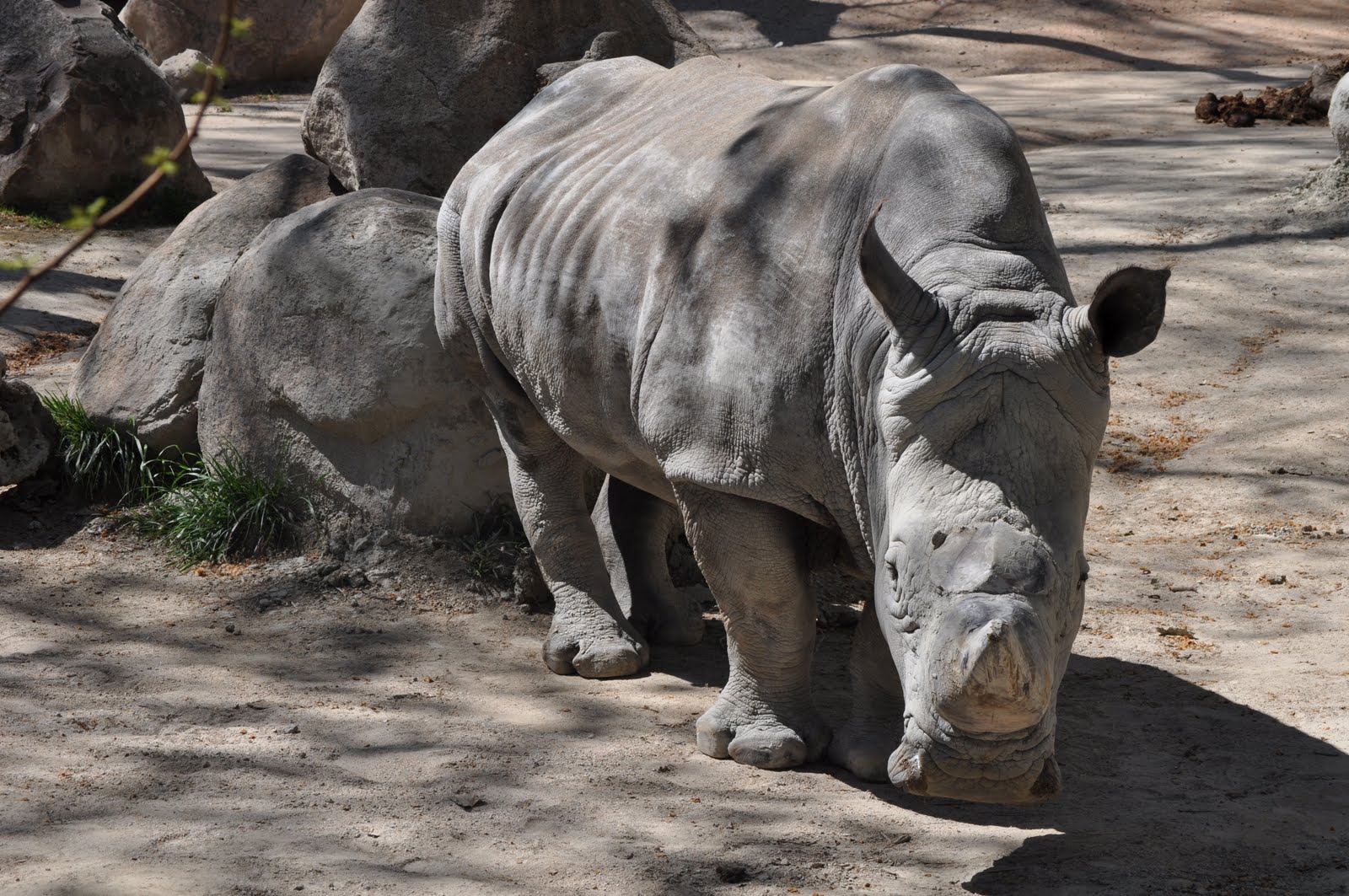 ZOOTOGRAFIANDO (6.100 ANIMALS): RINOCERONTE BLANCO / WHITE RHINO ...