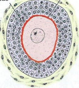 Embriología: OVOGÉNESIS