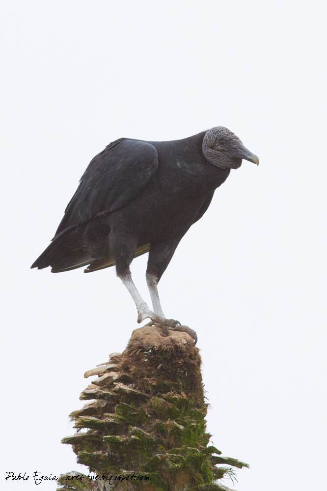 mis fotos de aves: Coragyps atratus Jote Cabeza Negra American Black ...