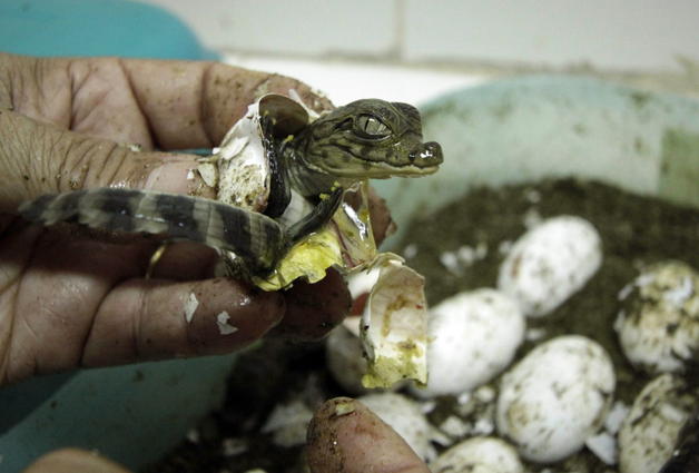 La Babilla (Caiman crocodylus fuscus)