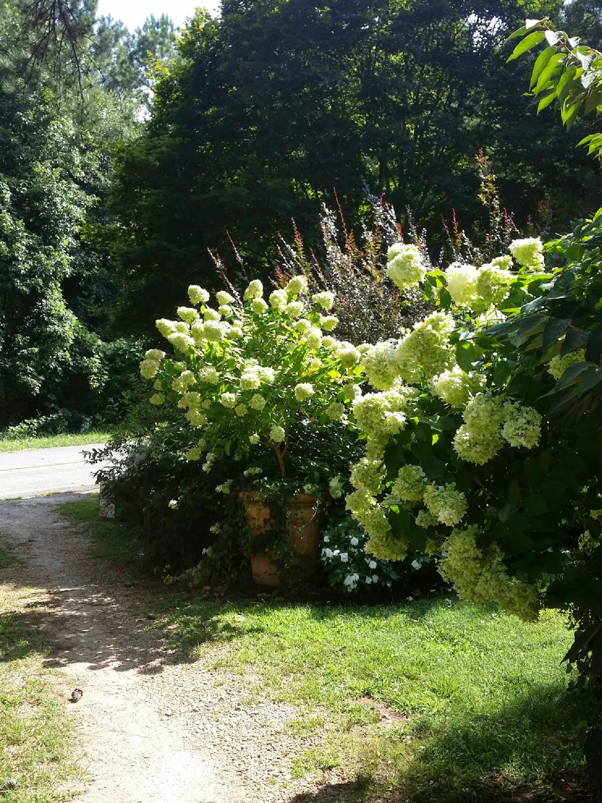 TARA DILLARD: Hydrangea