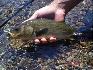 especies chilenas: La Perca Trucha (Percichthys trucha)