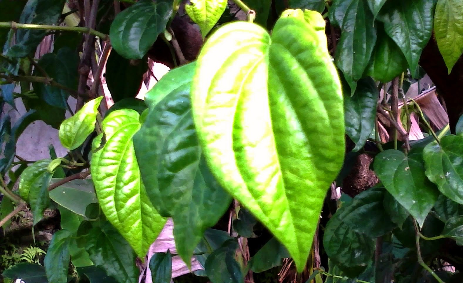 13 Manfaat Daun Sirih untuk Kesehatan Tubuh ~ UniksPos