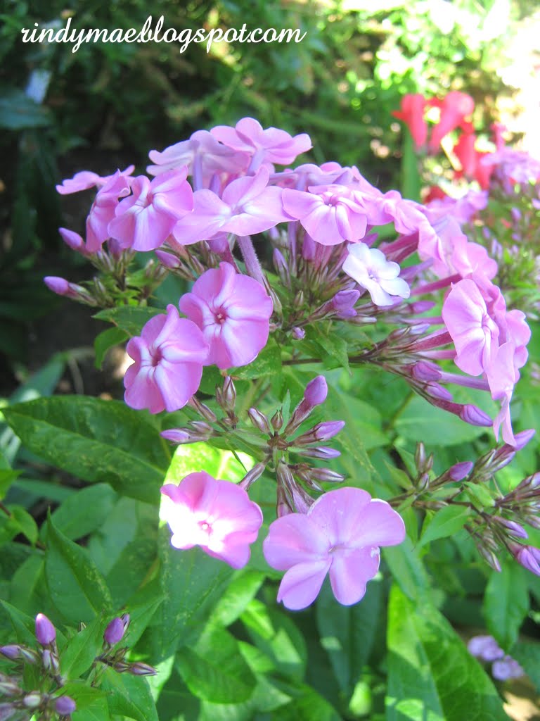 Rindy Mae: The Second Week Of July In The Garden