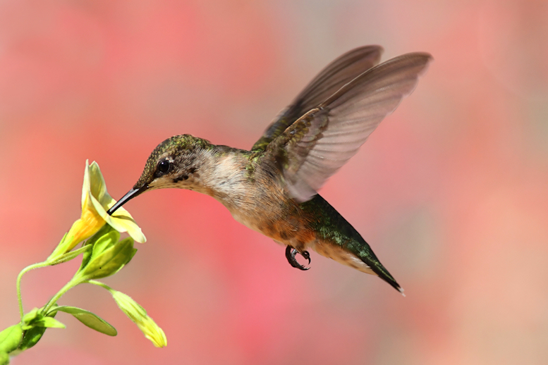 Steve Byland Nature Photography: Attract Hummingbirds To Your Yard
