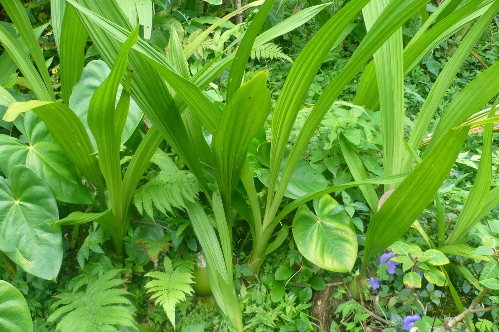 Flor Del Espiritu Santo.