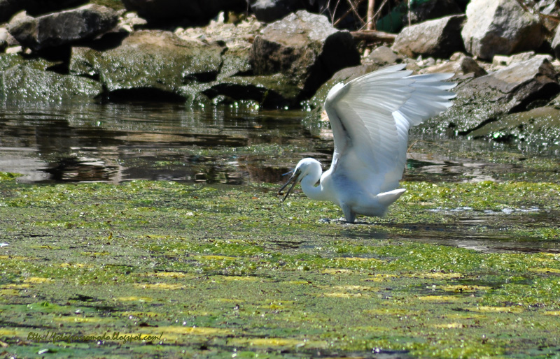 In linii mari: Egrete si cormorani