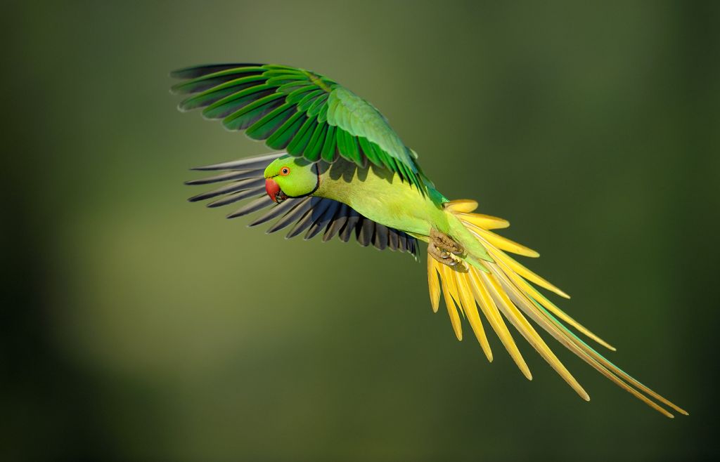 ARUNACHALA BIRDS: Parakeets and India's Birdman