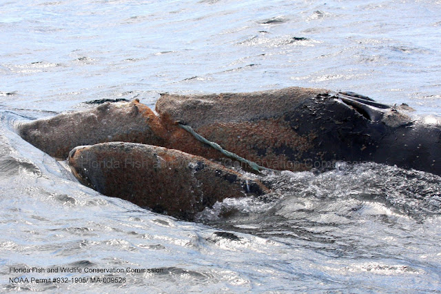 Right Whale Research Blog