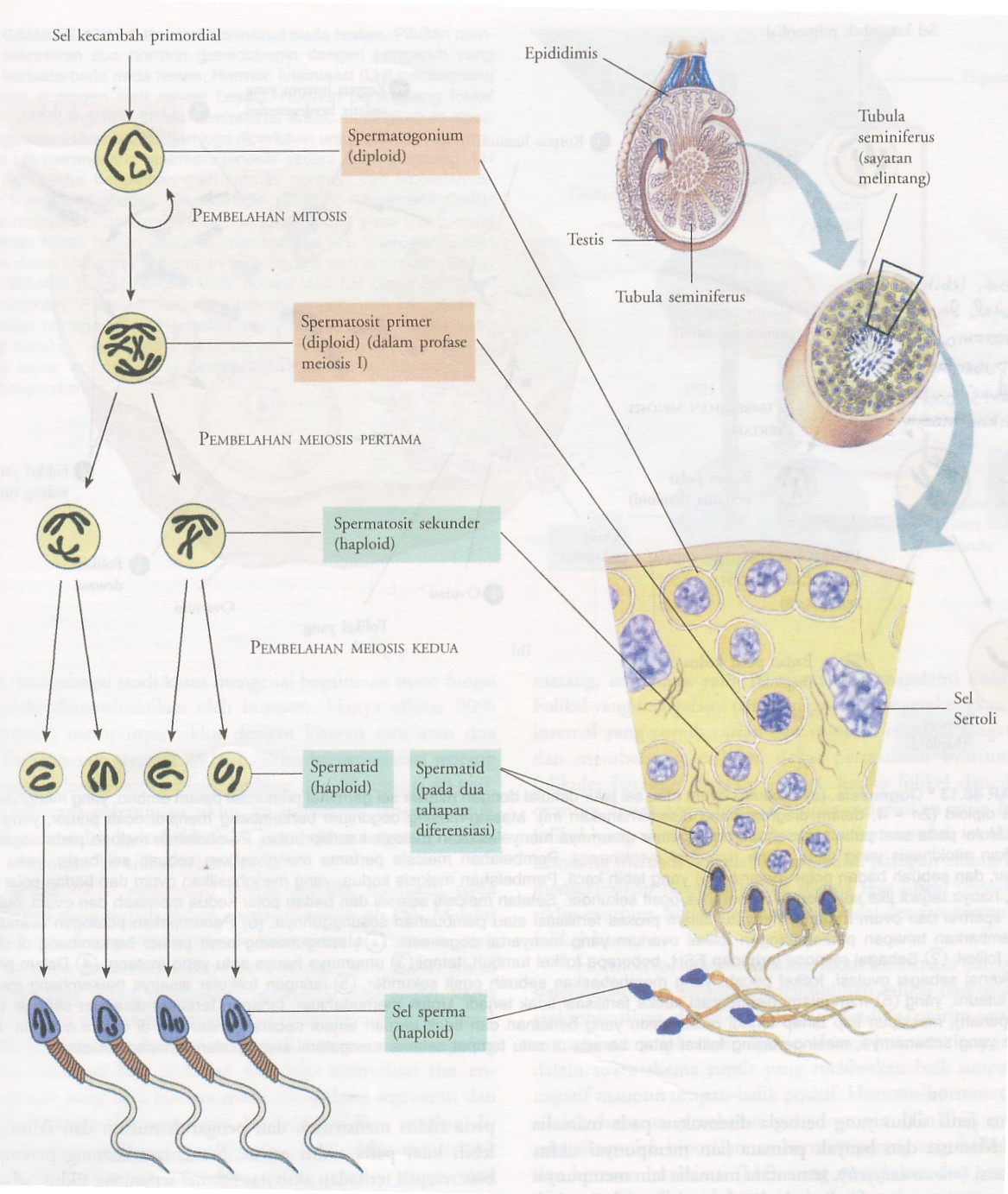 Human Reproduction 2: LEMBAR KERJA SISWA 1