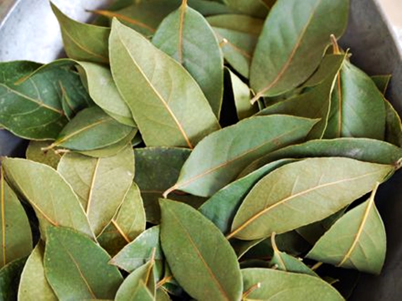 🌐 ȘTIRI-CĂLĂTOR PRIN LUMEA PLANETEI ALBASTRE: ”LAURUS NOBILIS” - DAFINUL