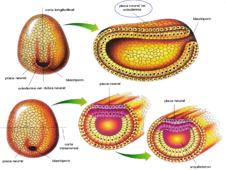 Embriologia e Histologia Veterinária: Clivagem