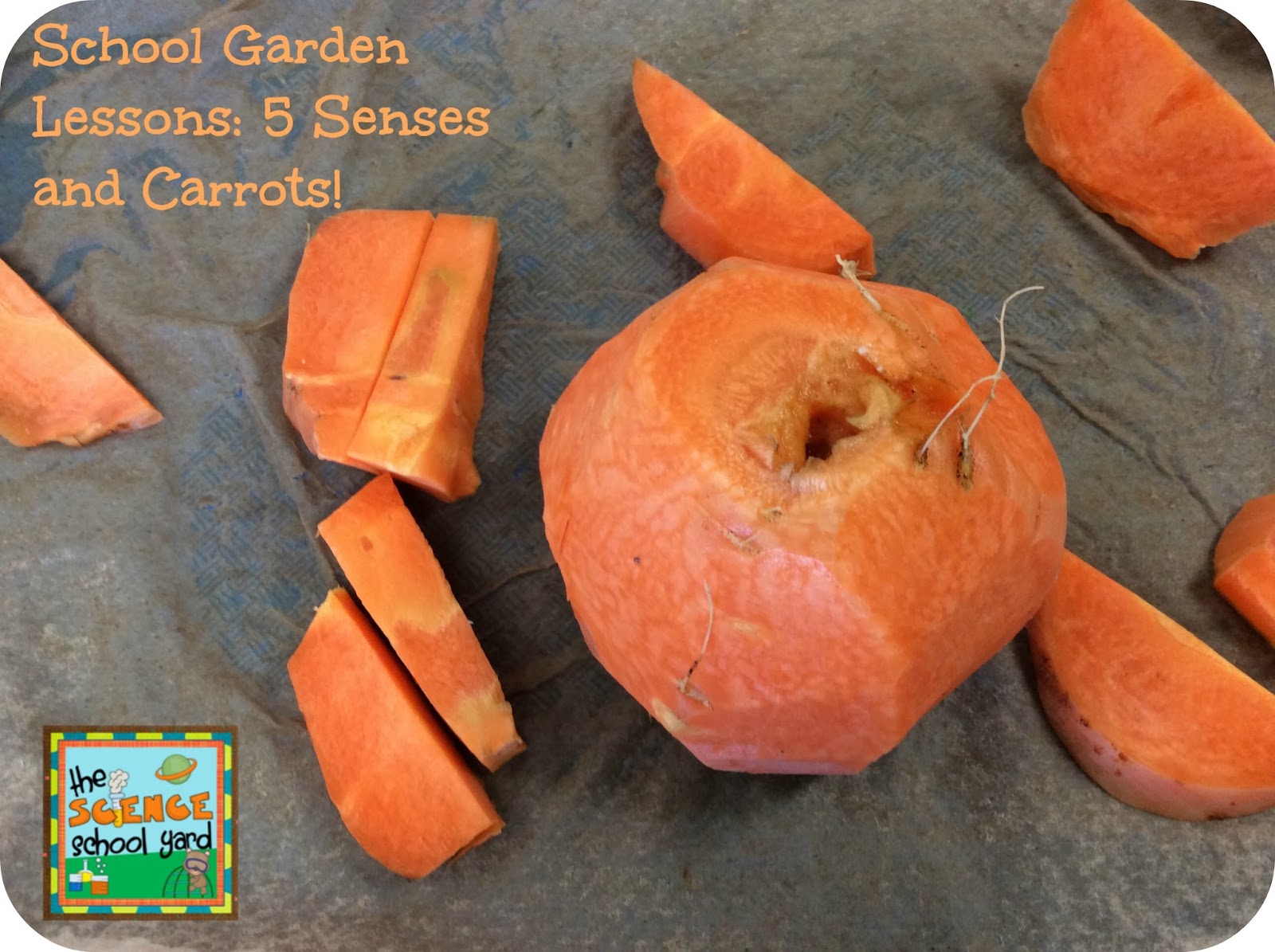 What's Up Doc? Carrots!!!! - The Science School Yard