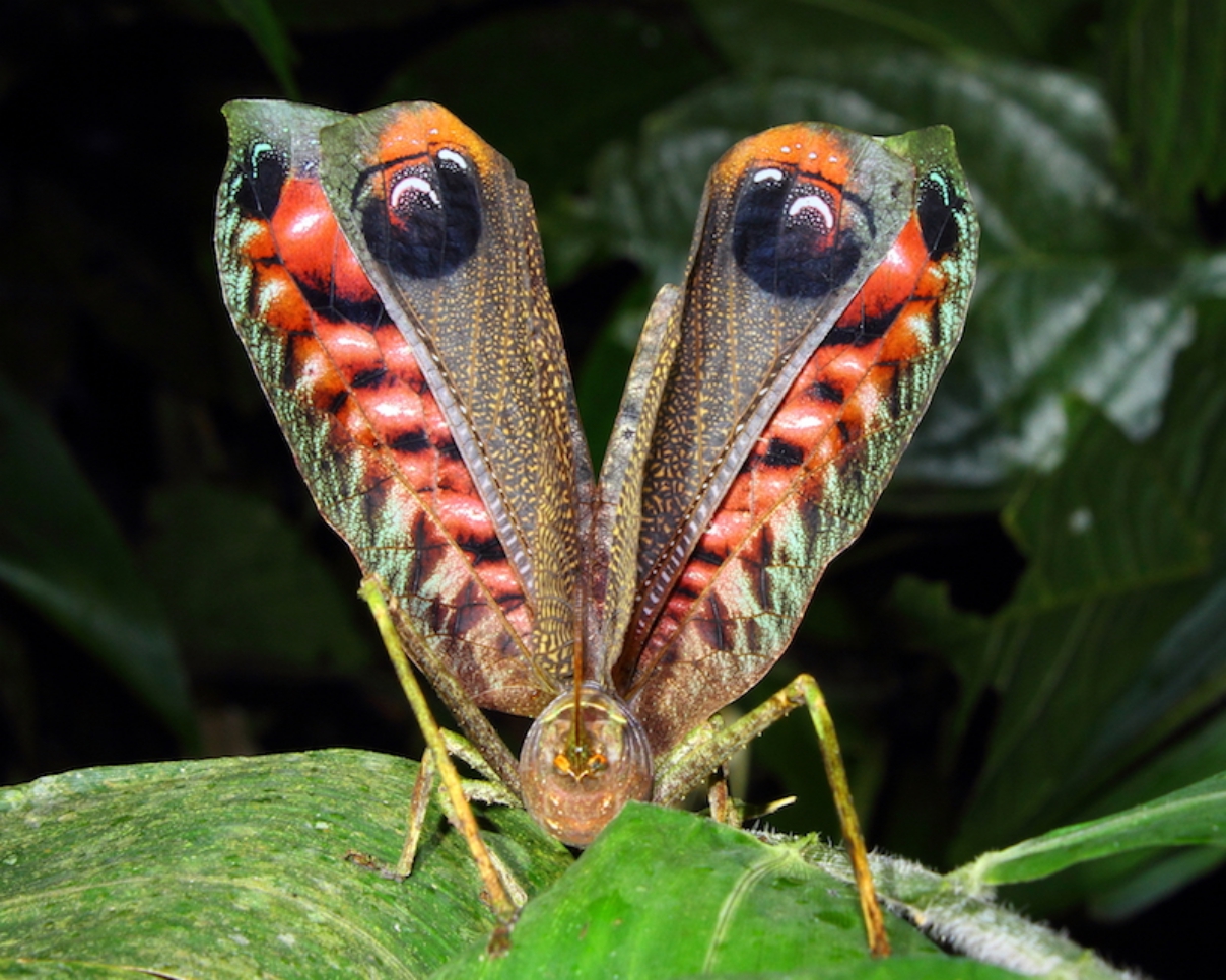 Flora y fauna: Pterochroza Ocellata (Saltamontes Pavo Real)