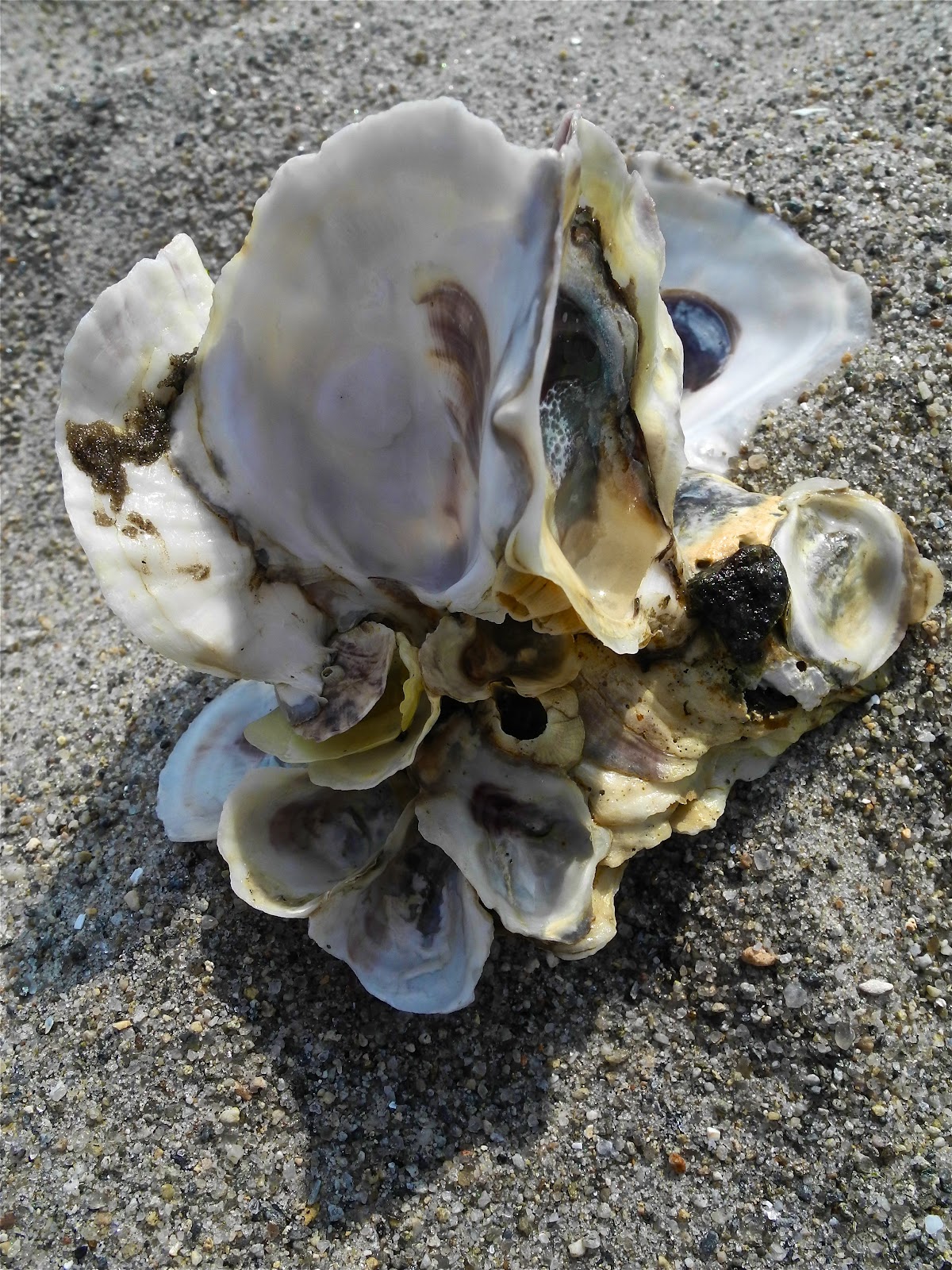 SeaglassSundays: Accidental Shellfish Art
