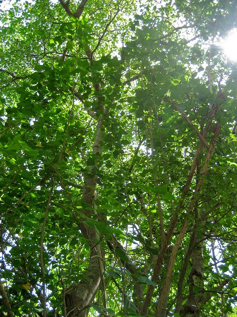 Kolbjørn Stjern: Manchineel Tree - The most dangerous tree in the world