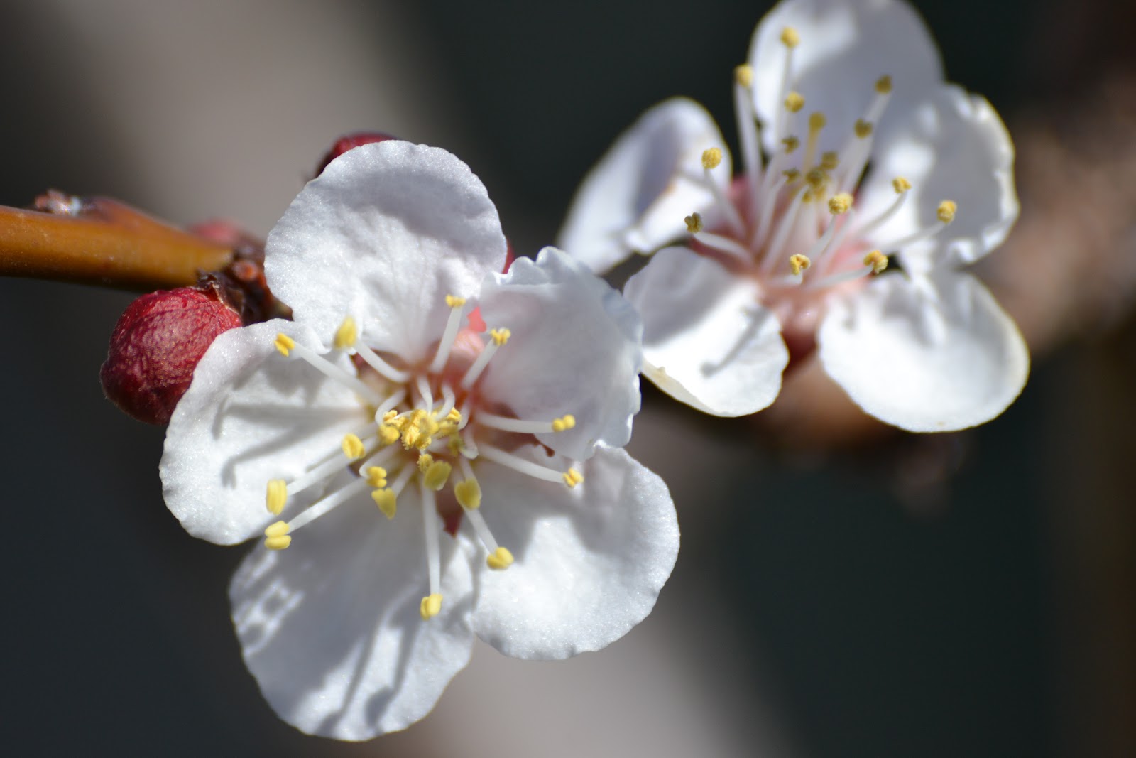 EN EL MONCAYO: Melocotonero (Flor) (Prunus persica)