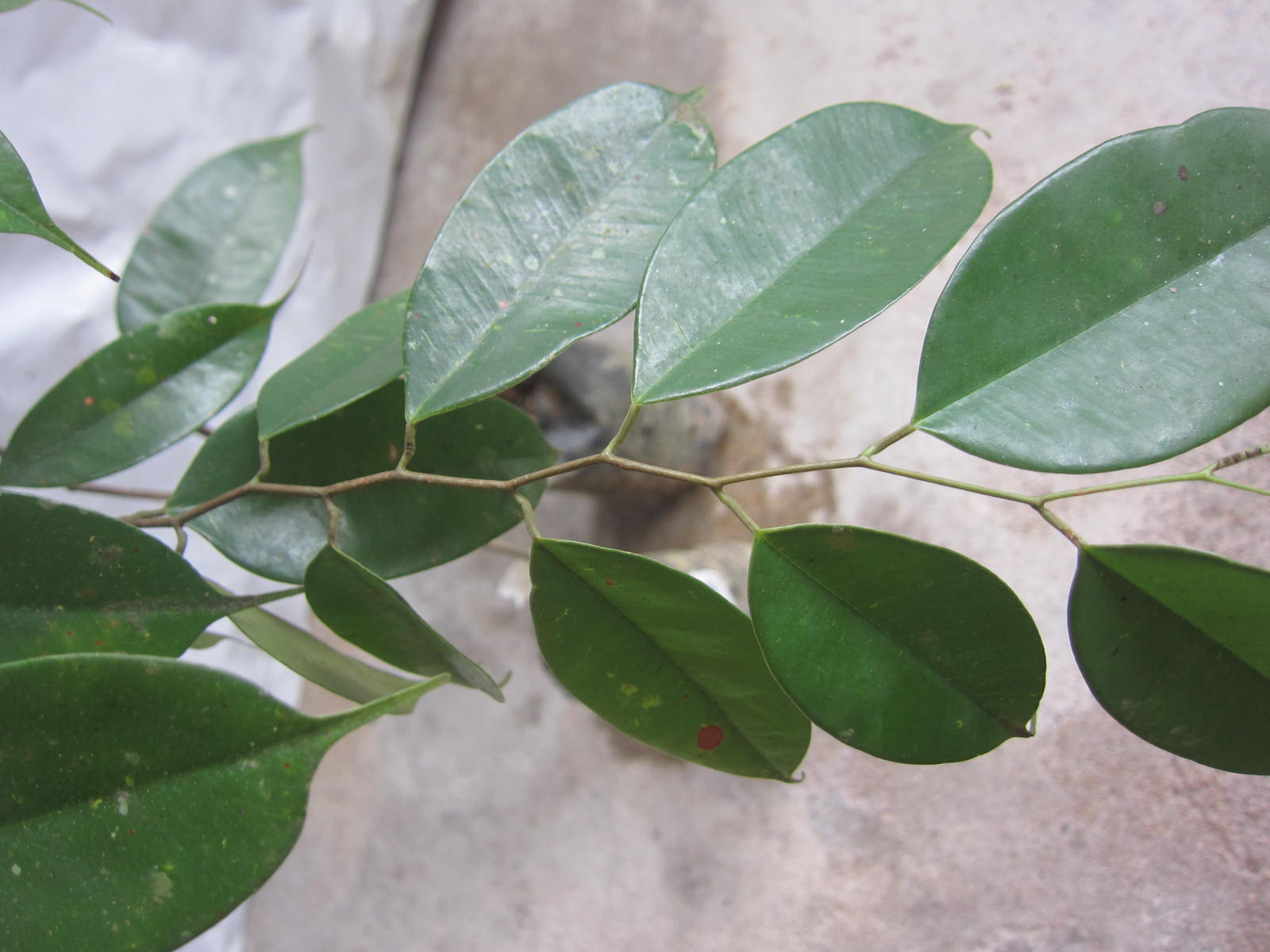 Dari Hutan ke Bandar...: KENALI SPESIS BENIH POKOK BUKAN MERANTI