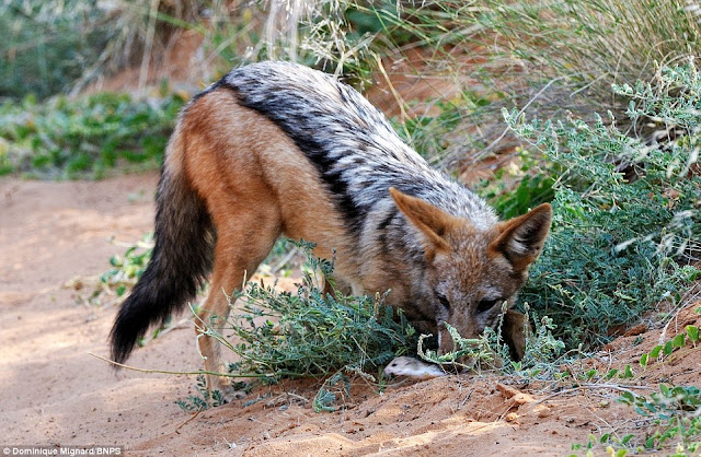 Jackal ~ Wild Life