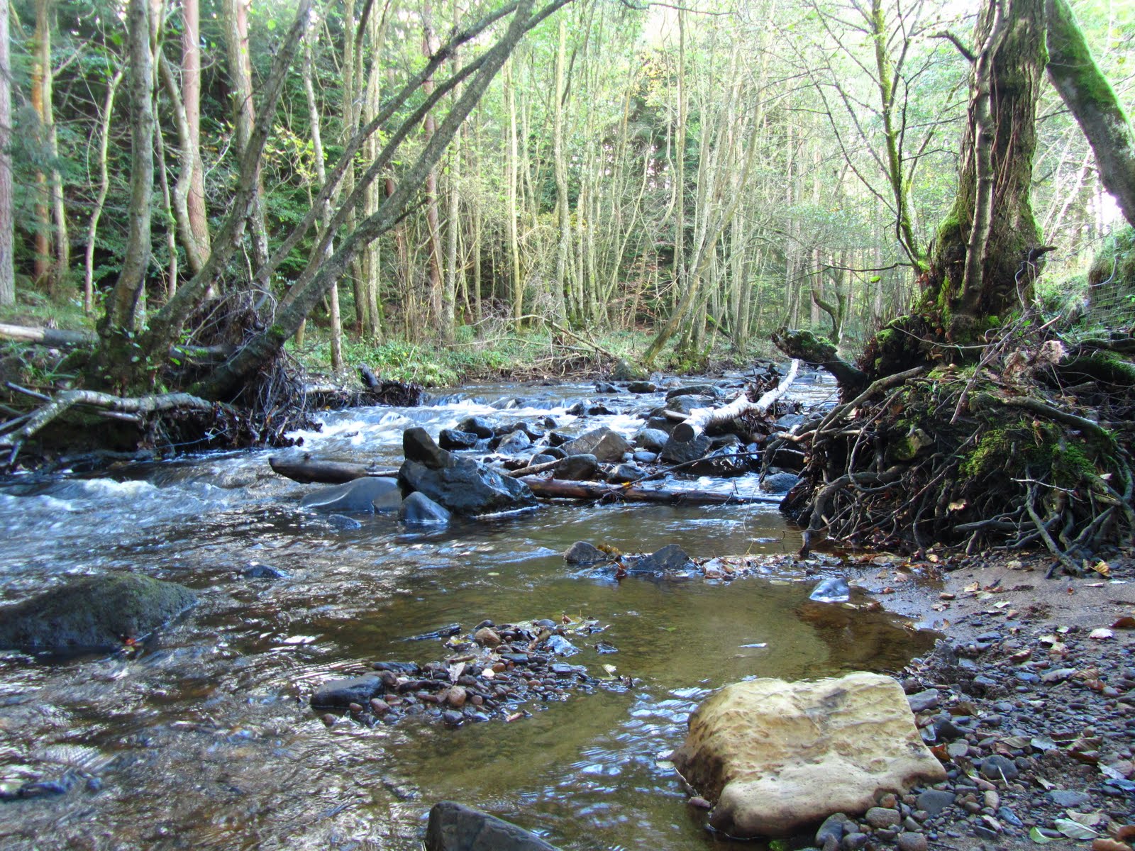 Boots Beers and Bog: Hamsterley Forest