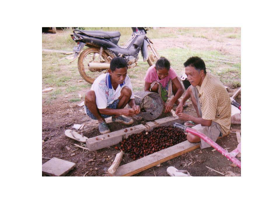 JERNANG (Daemonorops.Sp): BUDIDAYA JERNANG - PEMBENIHAN