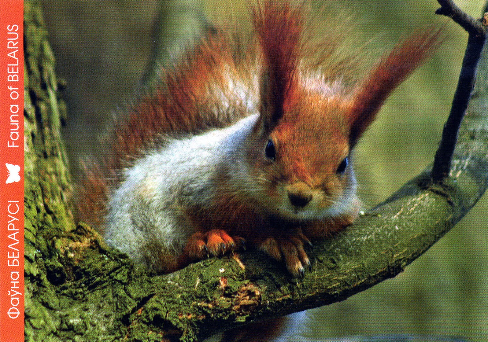 Brane & Nina: Fauna of Belarus: Eurasian red squirrel