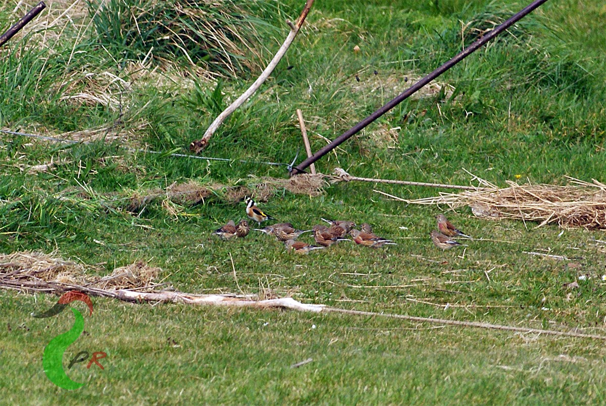 "Pito Real" - Ornitología: First time ringing in Scotland