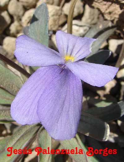 Jesus Palenzuela Borges: Belleza por encima de los 2000.