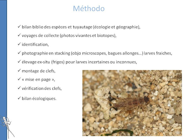 Vers une clef des larves de plécoptères de France : identification ...