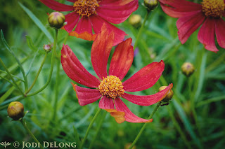 Bloomingwriter: Gardening in Nova Scotia: When colour descriptions fail ...
