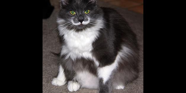 Hamilton, kucing bermisai unik (10 foto)