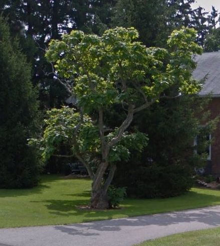 Future Plants by Randy Stewart: Catalpa