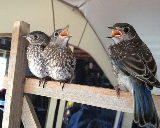 Julie Zickefoose on Blogspot: Bluebirds, Learning to Forage