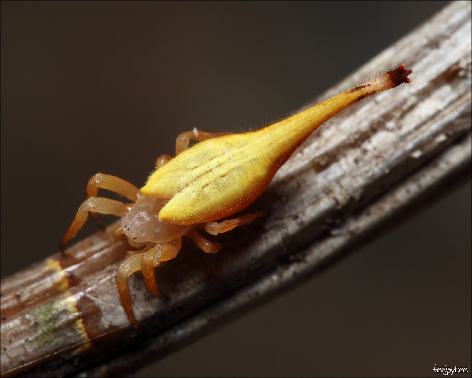 Real Monstrosities: Scorpion-tailed Spider, Arachnura higginsi