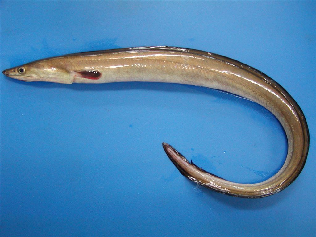 Oppdag Fisk!: Kroktannet Ål/Daggertooth Pike Conger/Muraenesox Cinereus ...