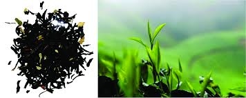 Cara Menanam Teh yang baik: TEKNIK BUDIDAYA TANAMAN TEH