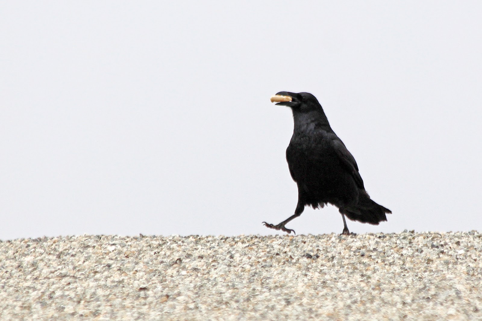 The Odd Sock: Today's walk report: 121716