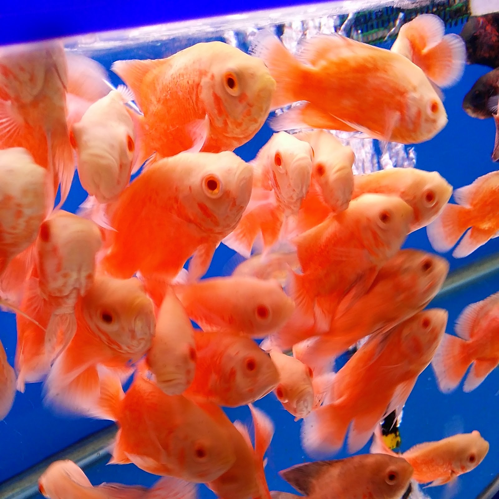 Ikan Comel Hiasan Rumah | Cerita Budak Sepet