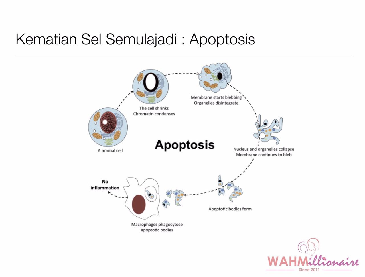 Cara untuk mematikan sel kanser dari terus merebak | permatahatibidadariku