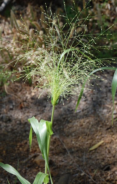 Variety of Life: Panicum