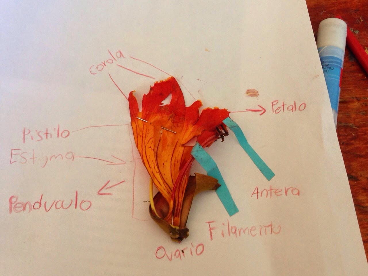 Escuela primaria "Nicolás Bravo": Maquetas vivas de las partes de una ...