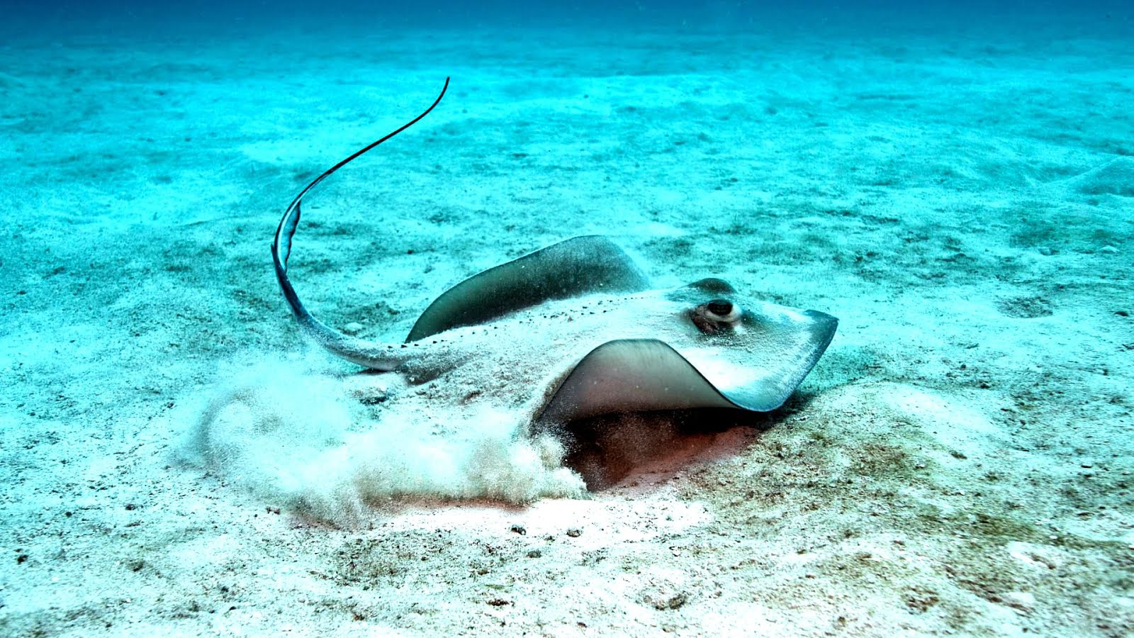 10 Facts About Stingrays Grey - Grey Choices