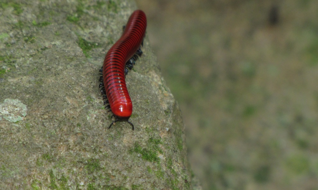 Crowned Eagle Research in KwaZulu-Natal: Novembers creatures