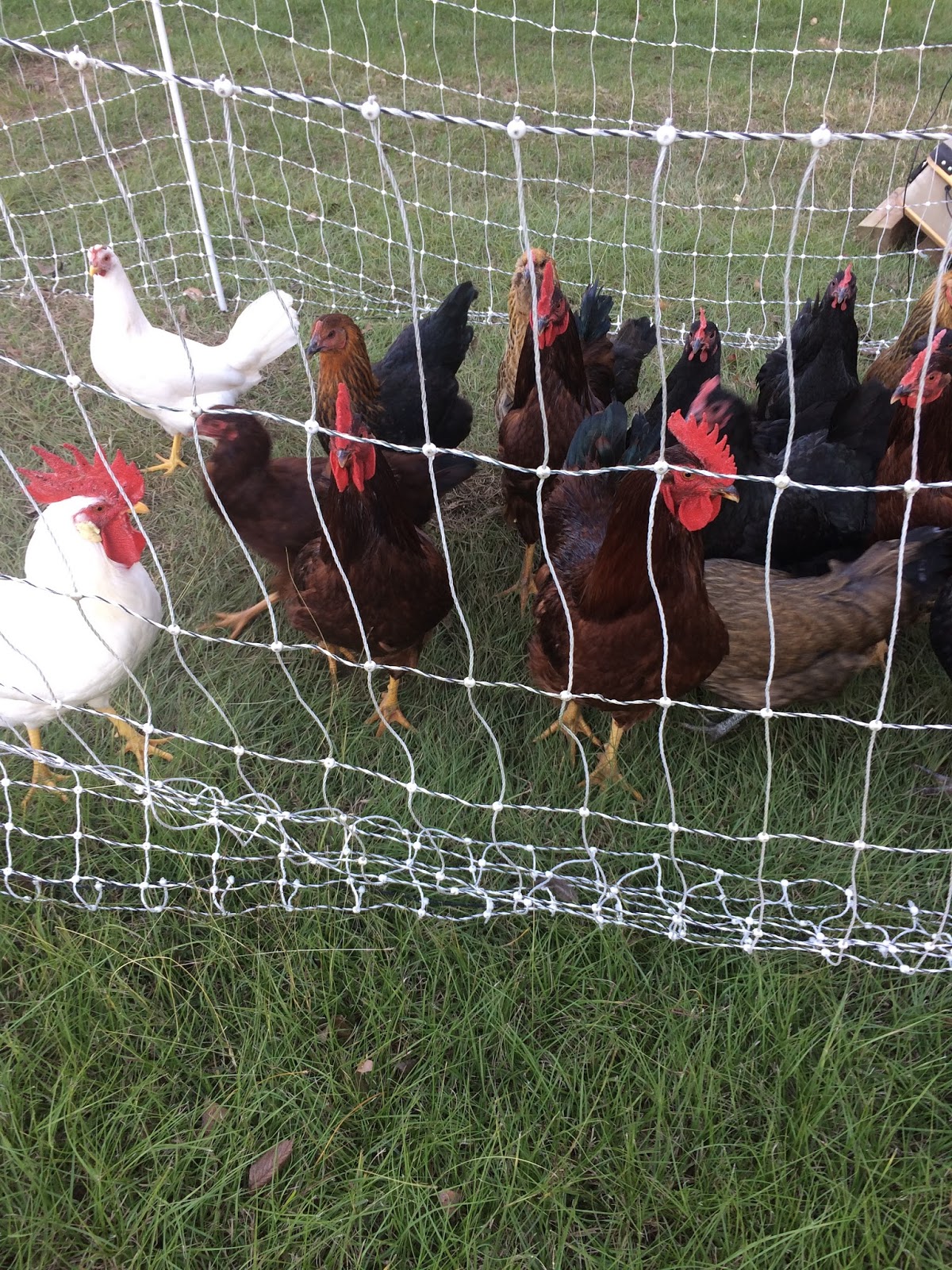 We Love Texas: Harvesting Roosters