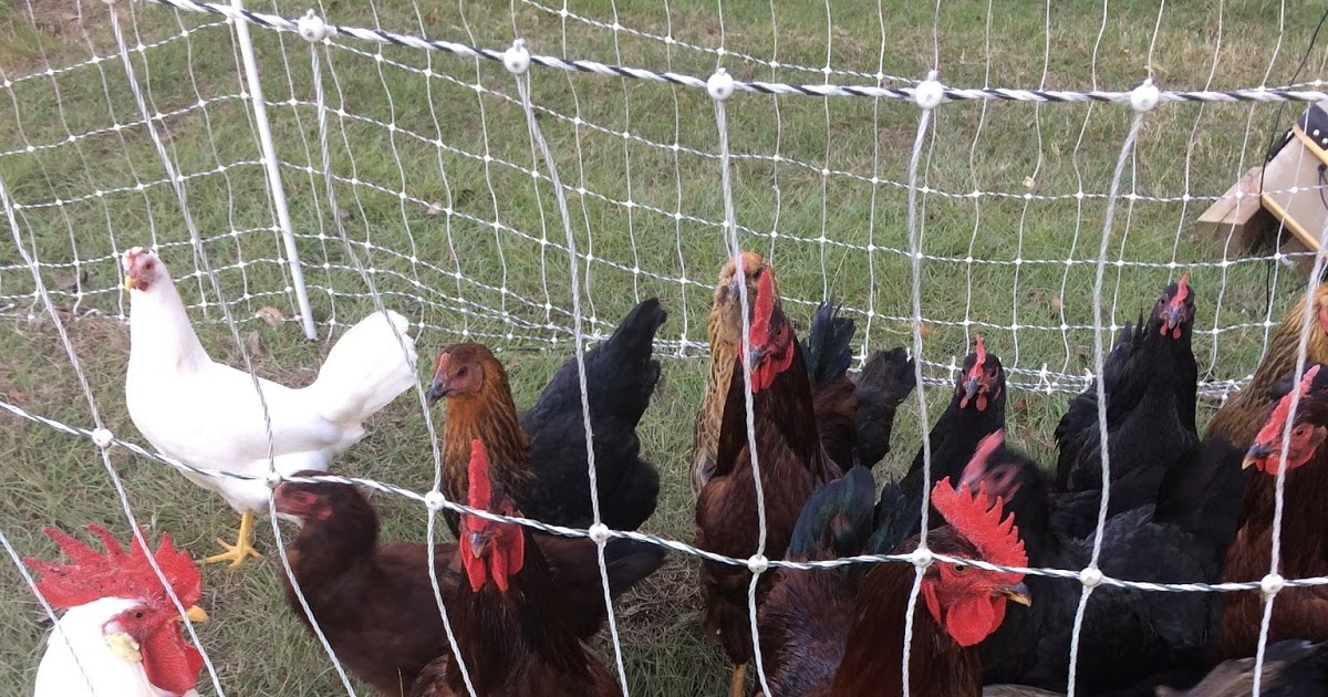 We Love Texas: Harvesting Roosters