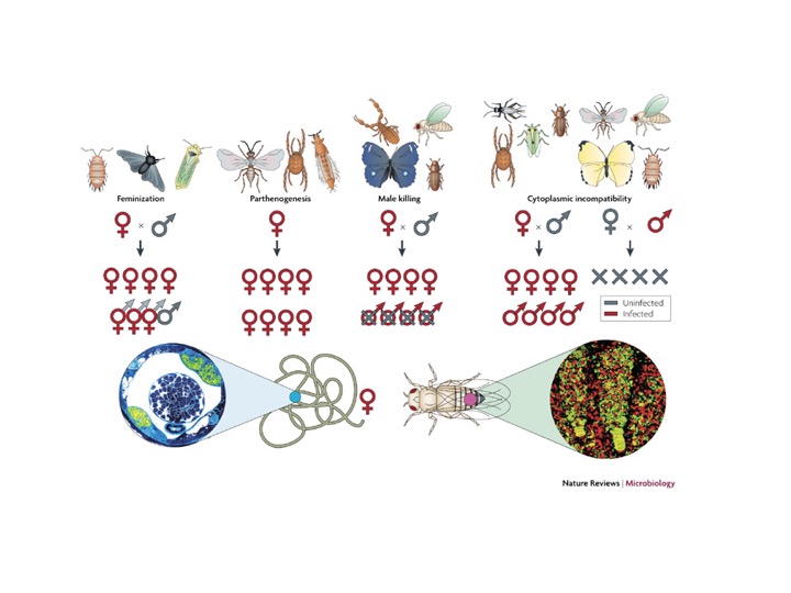 The Wolbachia "holy grail"